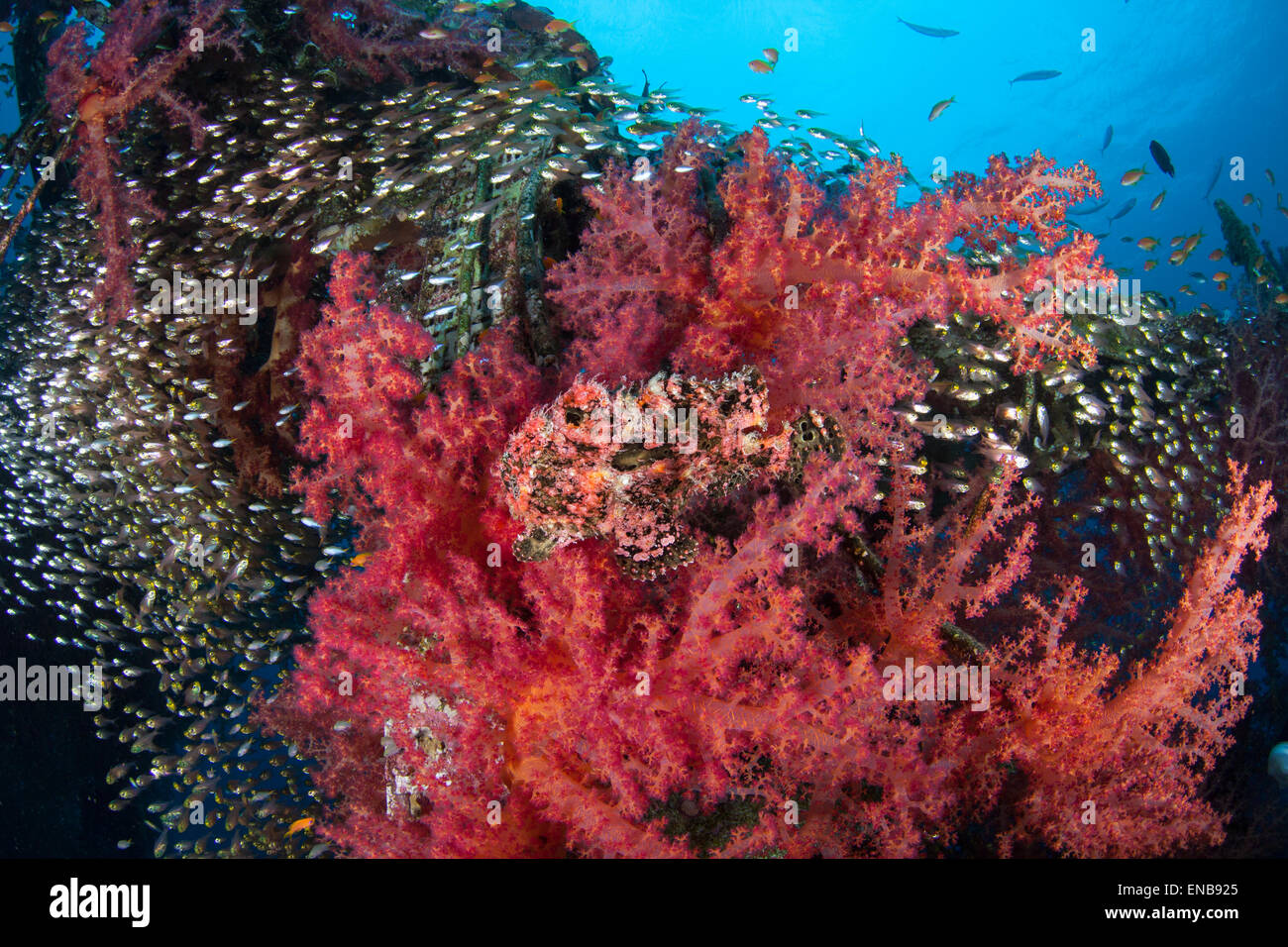 Frogfish On Soft Coral. Satil Wreck Eilat Stock Photo - Alamy