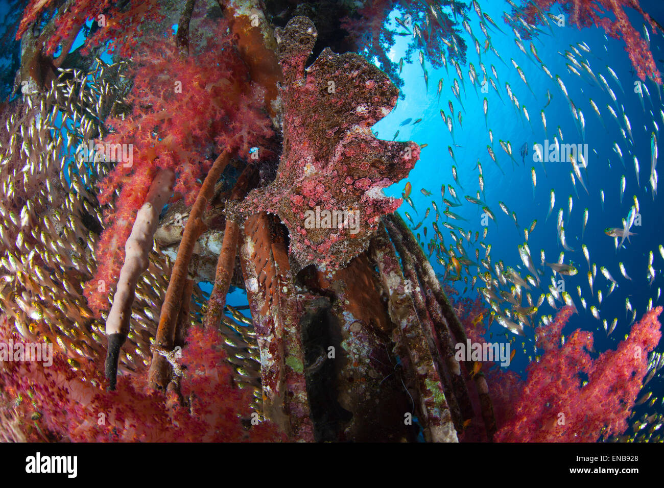 Frogfish On Soft Coral. Satil Wreck Eilat Stock Photo - Alamy