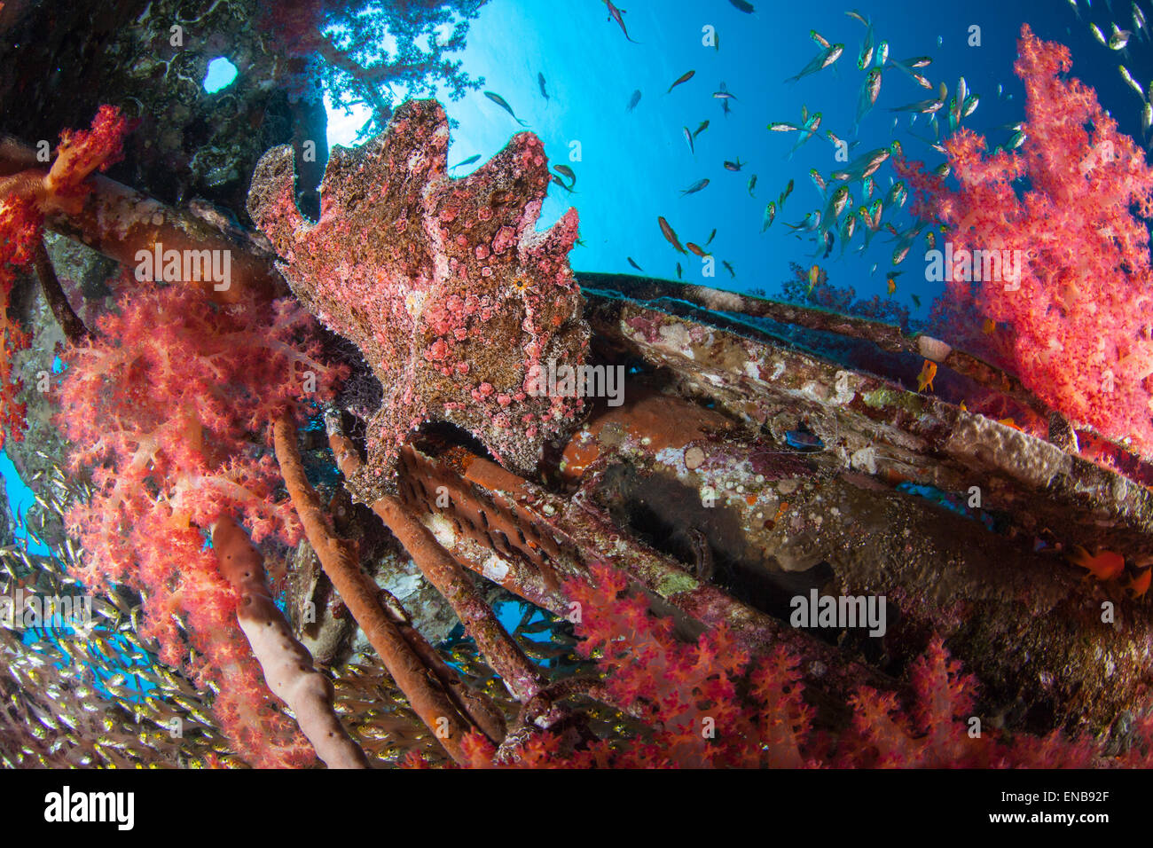 Frogfish On Soft Coral. Satil Wreck Eilat Stock Photo - Alamy