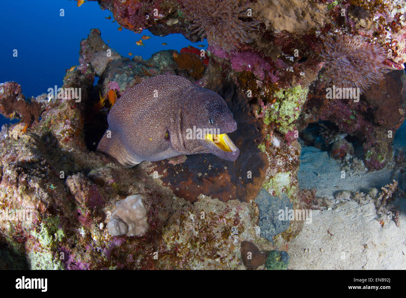 Yellow Mouth Moray Eel Stock Photo - Alamy