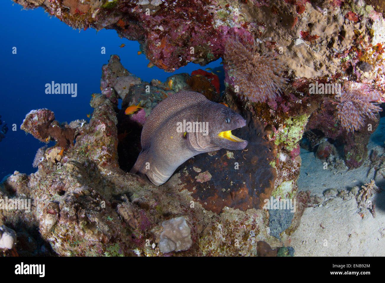 Yellow Mouth Moray Eel Stock Photo - Alamy