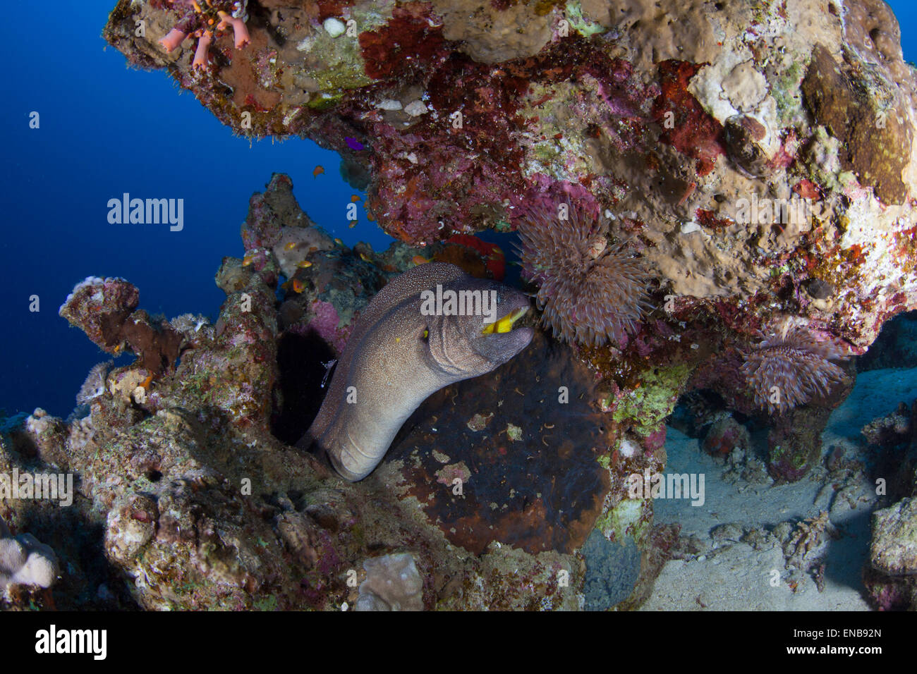Yellow Mouth Moray Eel Stock Photo - Alamy