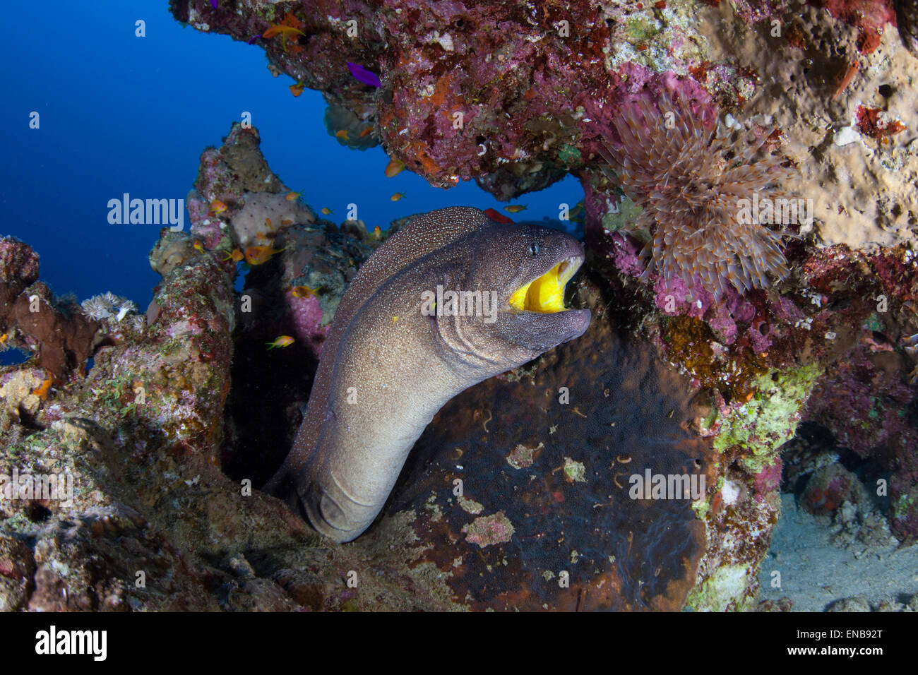 Yellow Mouth Moray Eel Stock Photo - Alamy