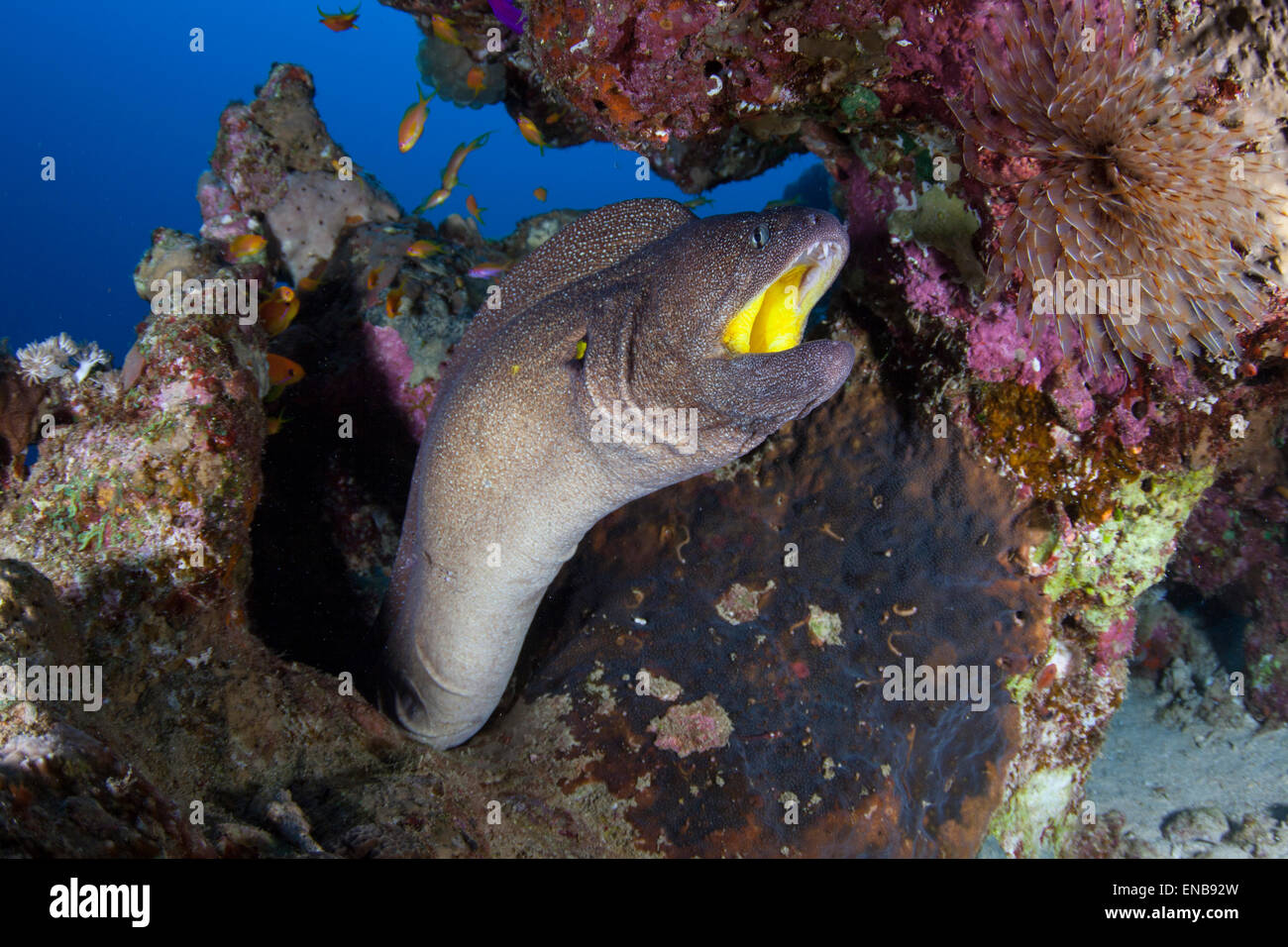 Yellow Mouth Moray Eel Stock Photo - Alamy
