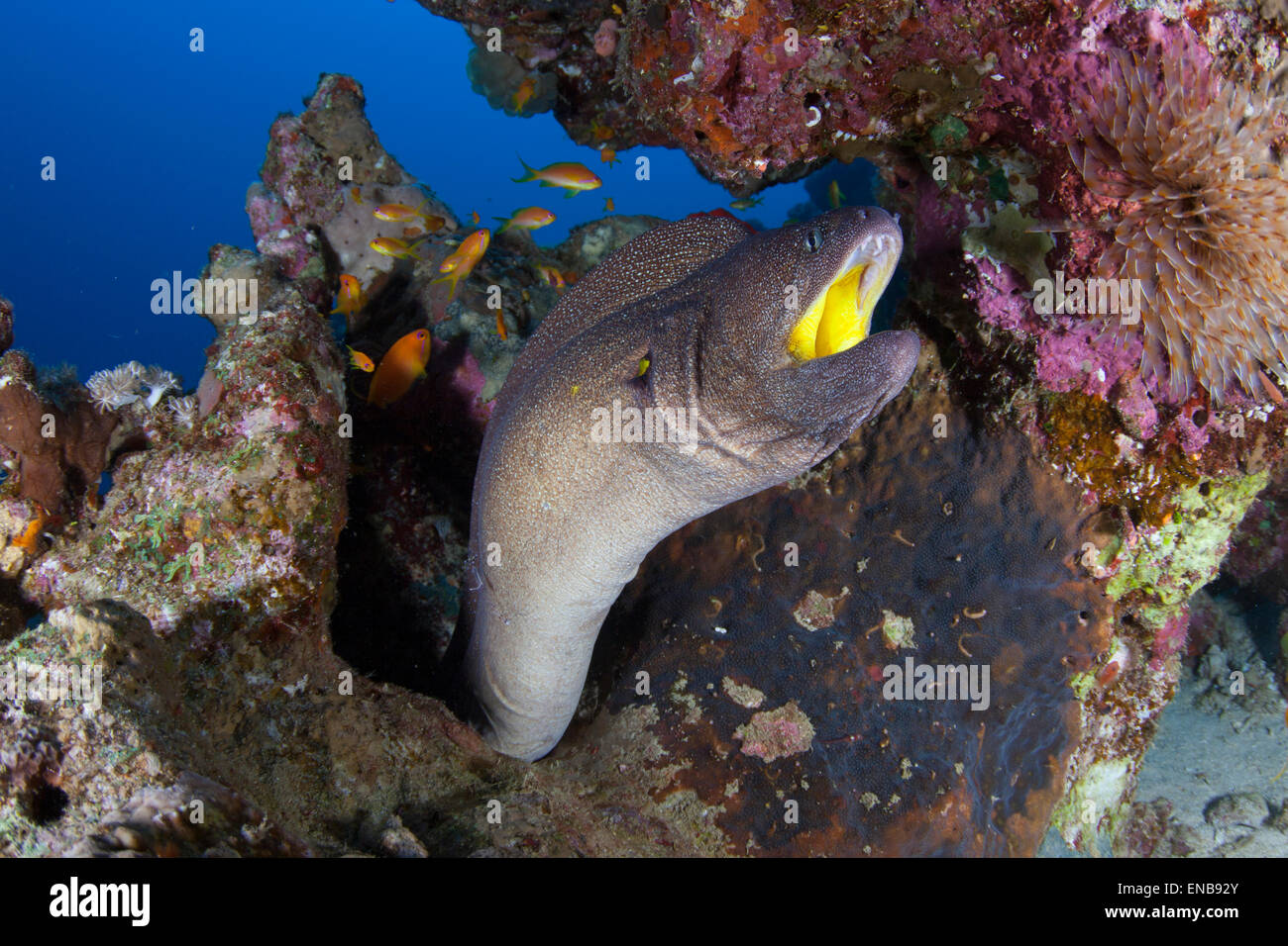 Yellow Moray Eel High Resolution Stock Photography and Images - Alamy