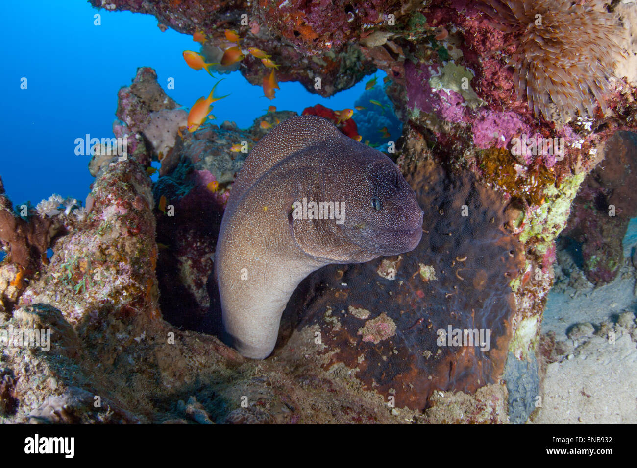 Yellow Mouth Moray Eel Stock Photo - Alamy