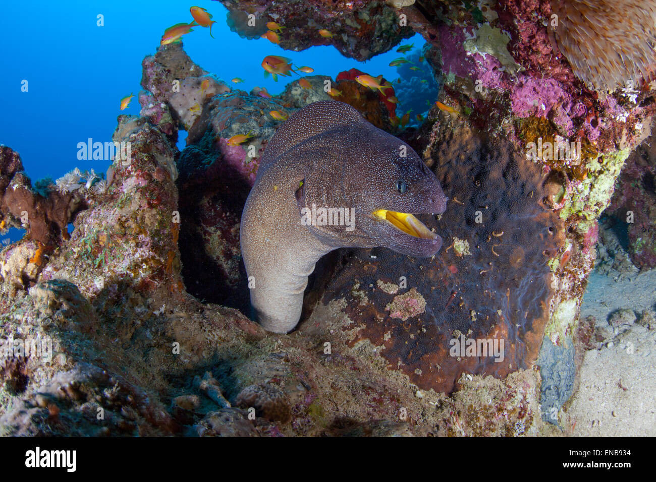 Yellow Mouth Moray Eel Stock Photo - Alamy