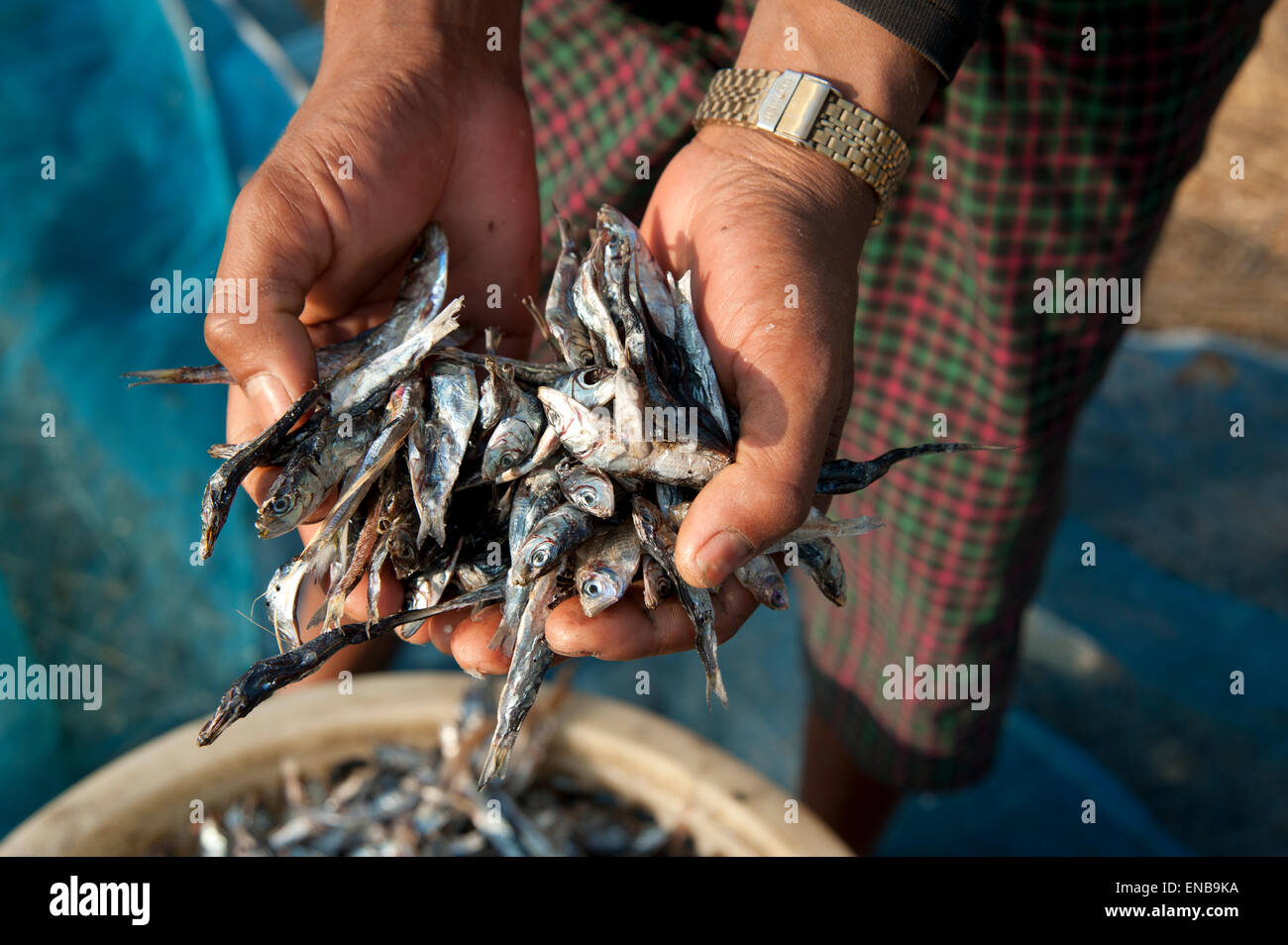 Fisherman's two hands holding a pile of dried silvery fish above a ...