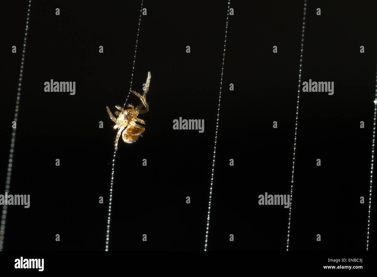 Tiny black spider hi-res stock photography and images - Alamy