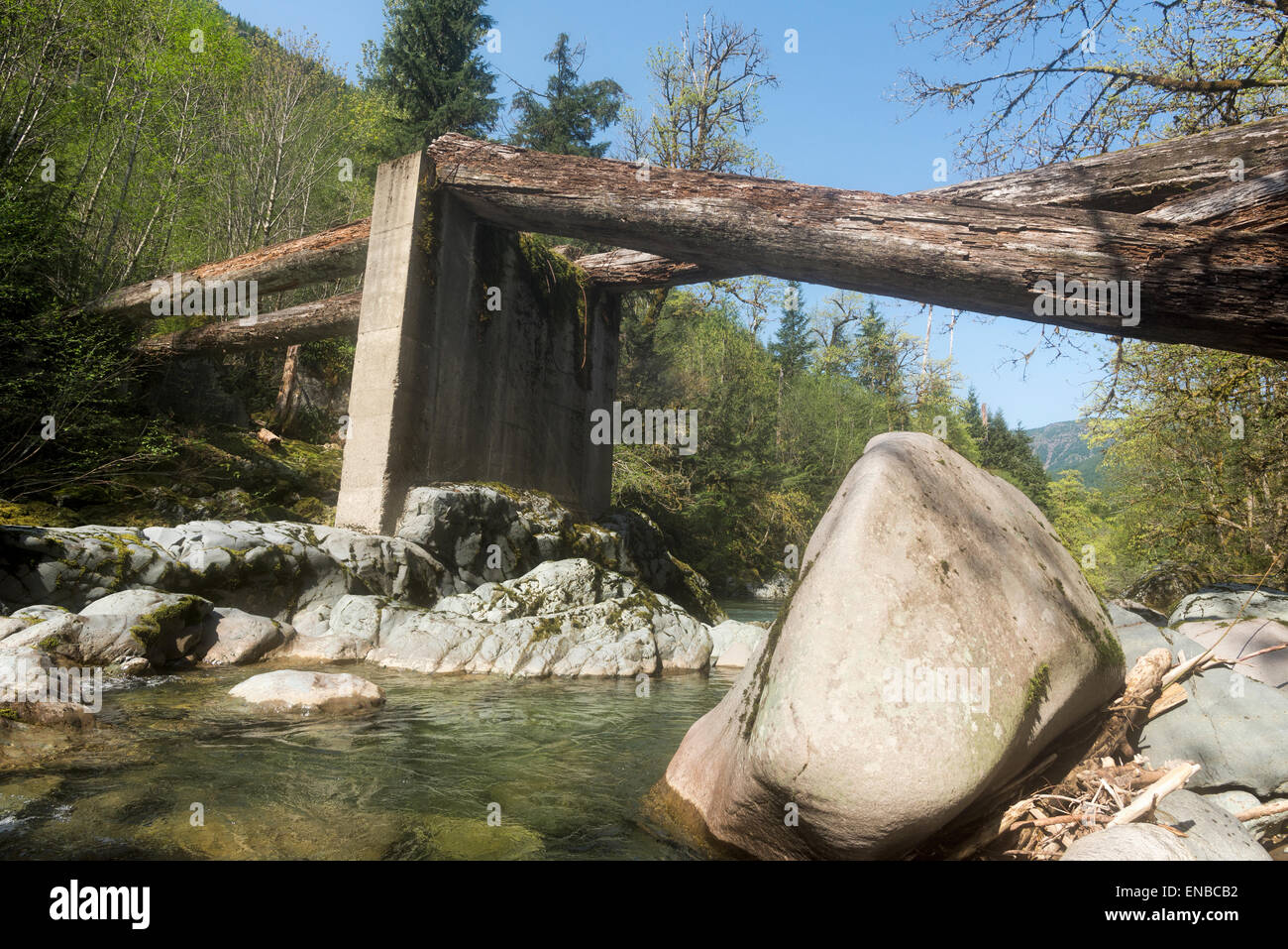 Collapsed log deck beam of a bridge on old logging road in Oregon Stock ...
