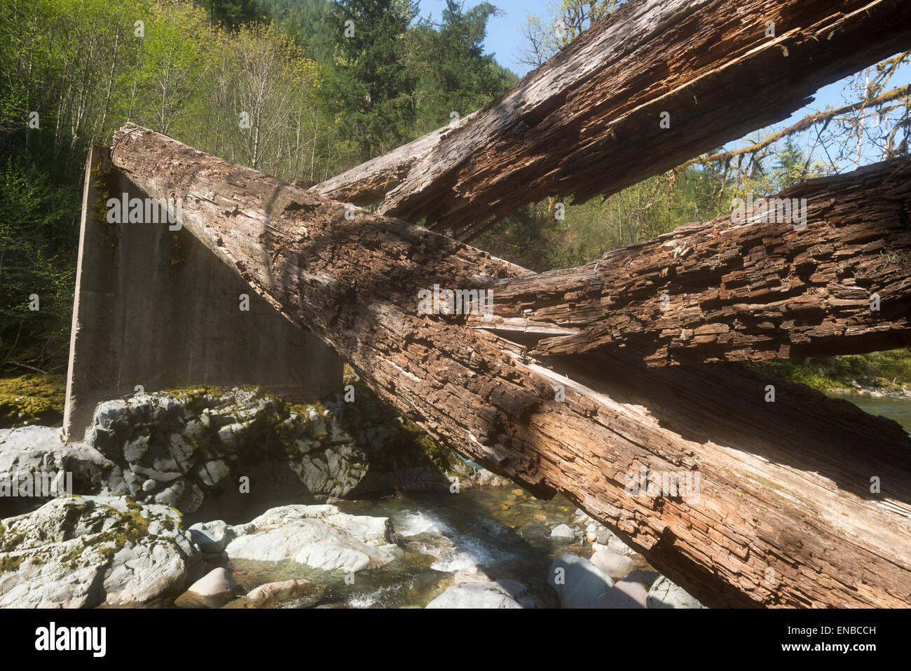 Collapsed log deck beam of a bridge on old logging road in Oregon Stock ...