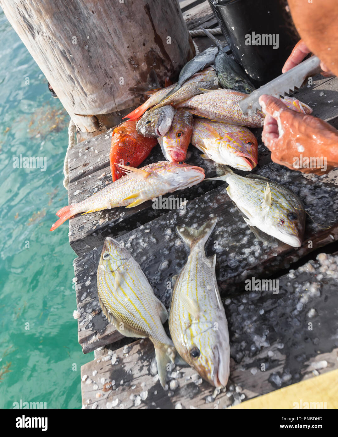 Cleaning just catched fish on wooden pier, closeup Stock Photo - Alamy