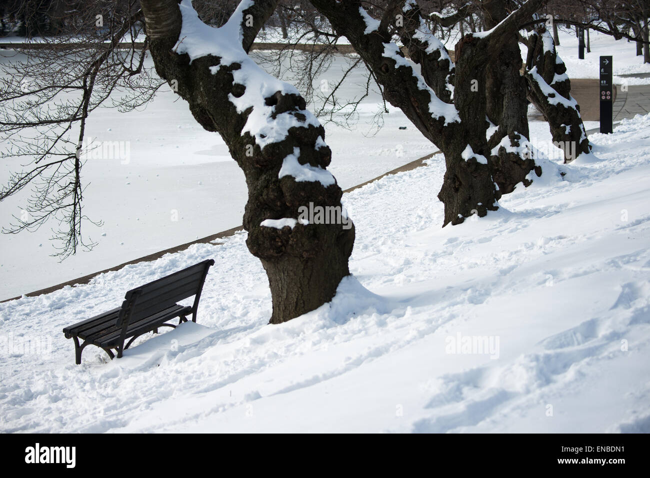 WASHINGTON DC — Dormant cherry trees are covered in snow along the ...