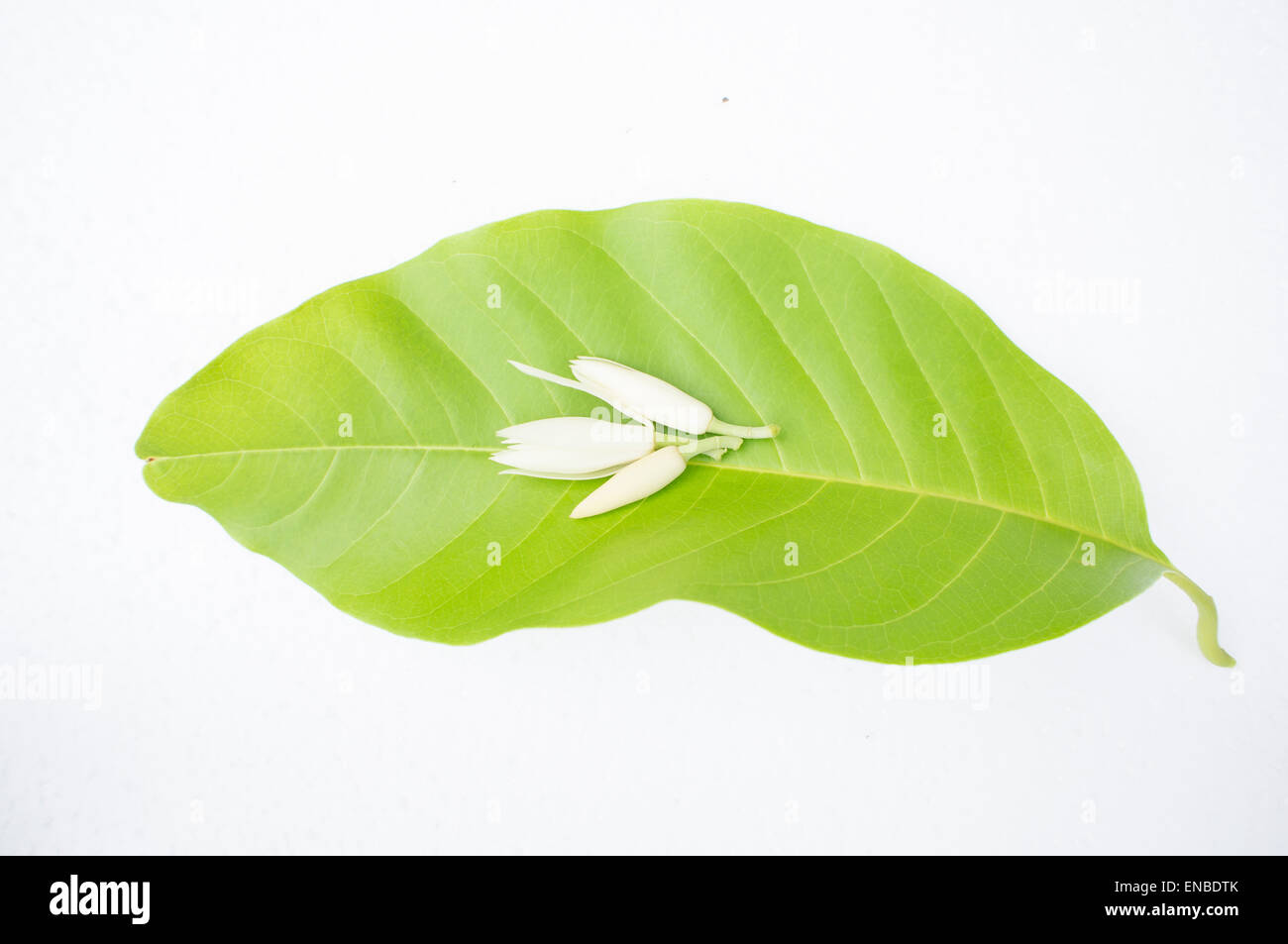 white champaka aroma plant flower Asian floral Stock Photo - Alamy