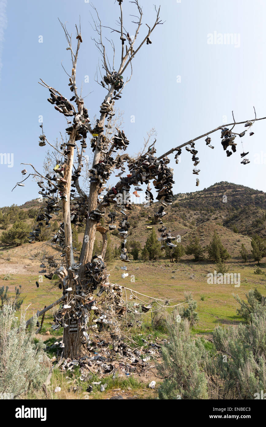 Shoe tree hi-res stock photography and images - Alamy