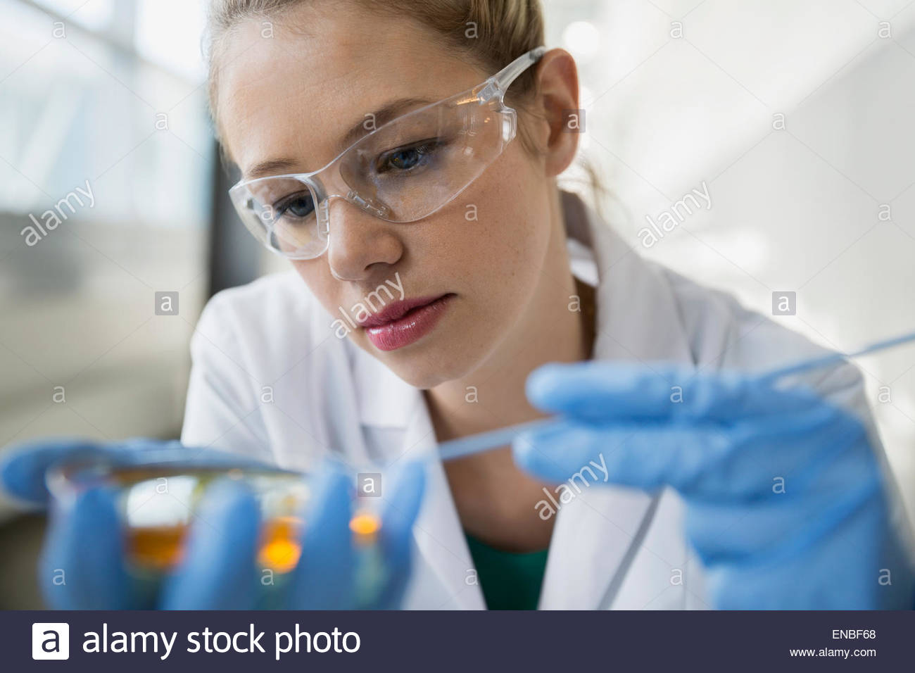 Focused scientist scraping petri dish with inoculating loop Stock Photo ...
