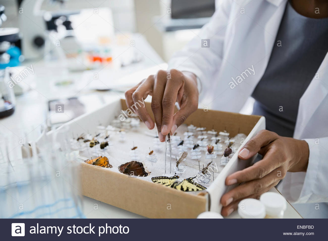 Scientist working animal specimen hi-res stock photography and images ...
