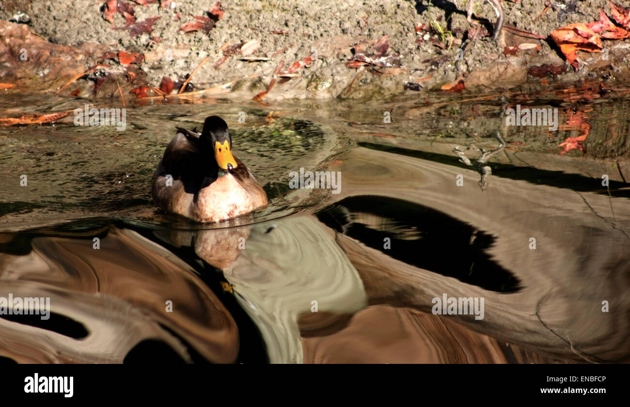 Male wild duck swimming and making waves Stock Photo - Alamy