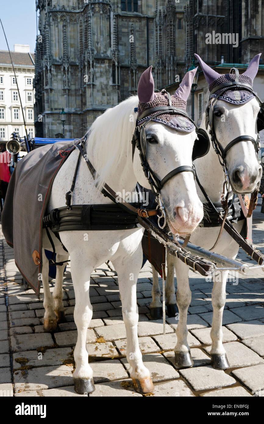 Fiaker in vienna hi-res stock photography and images - Alamy