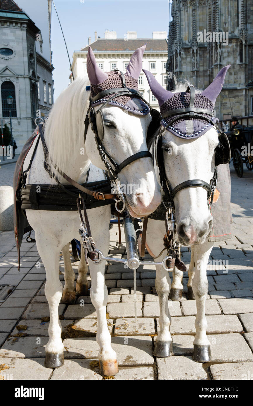 The white horses with fiaker in Vienna, Austria Stock Photo - Alamy