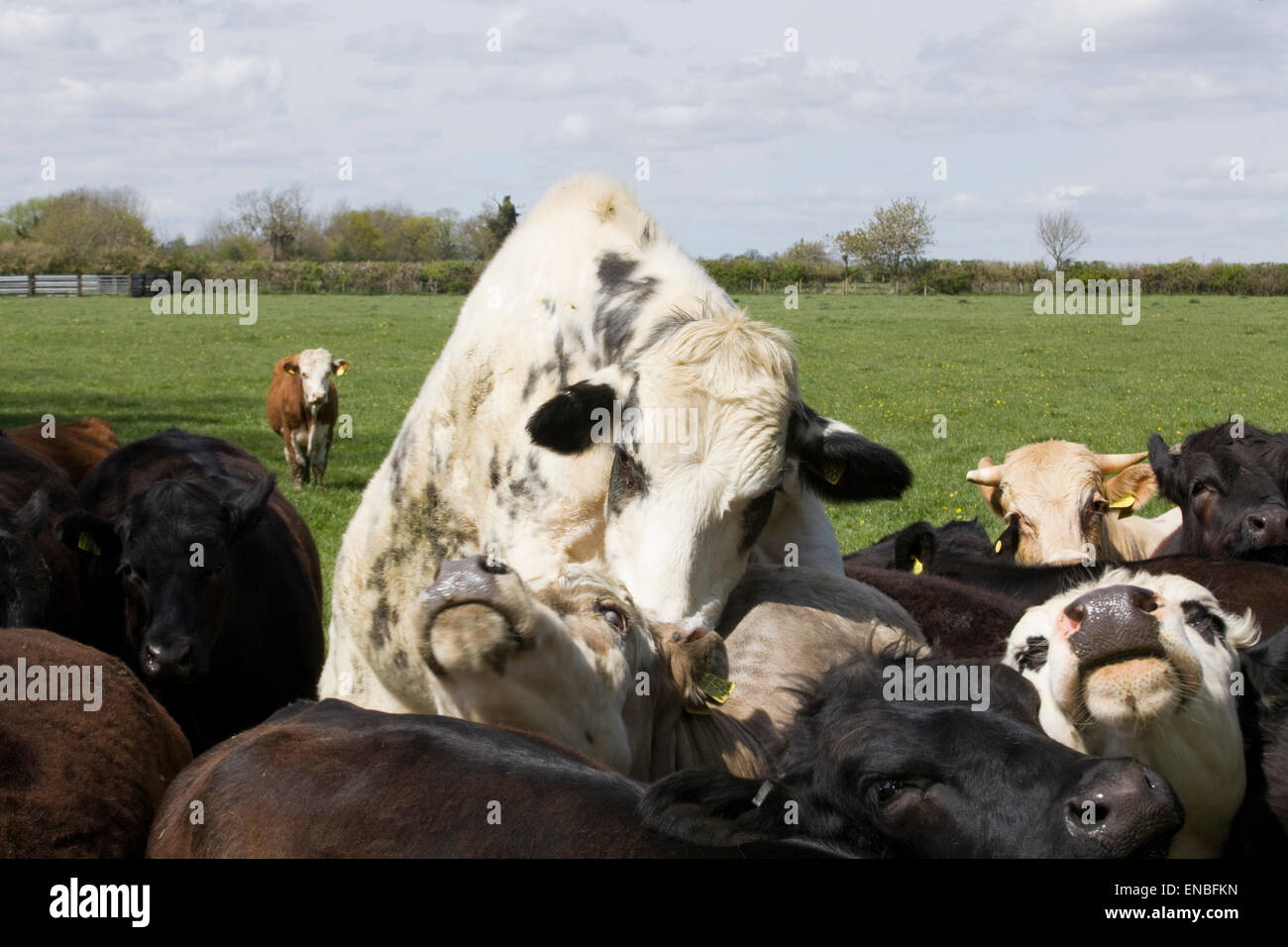 cattle in a field Stock Photo - Alamy
