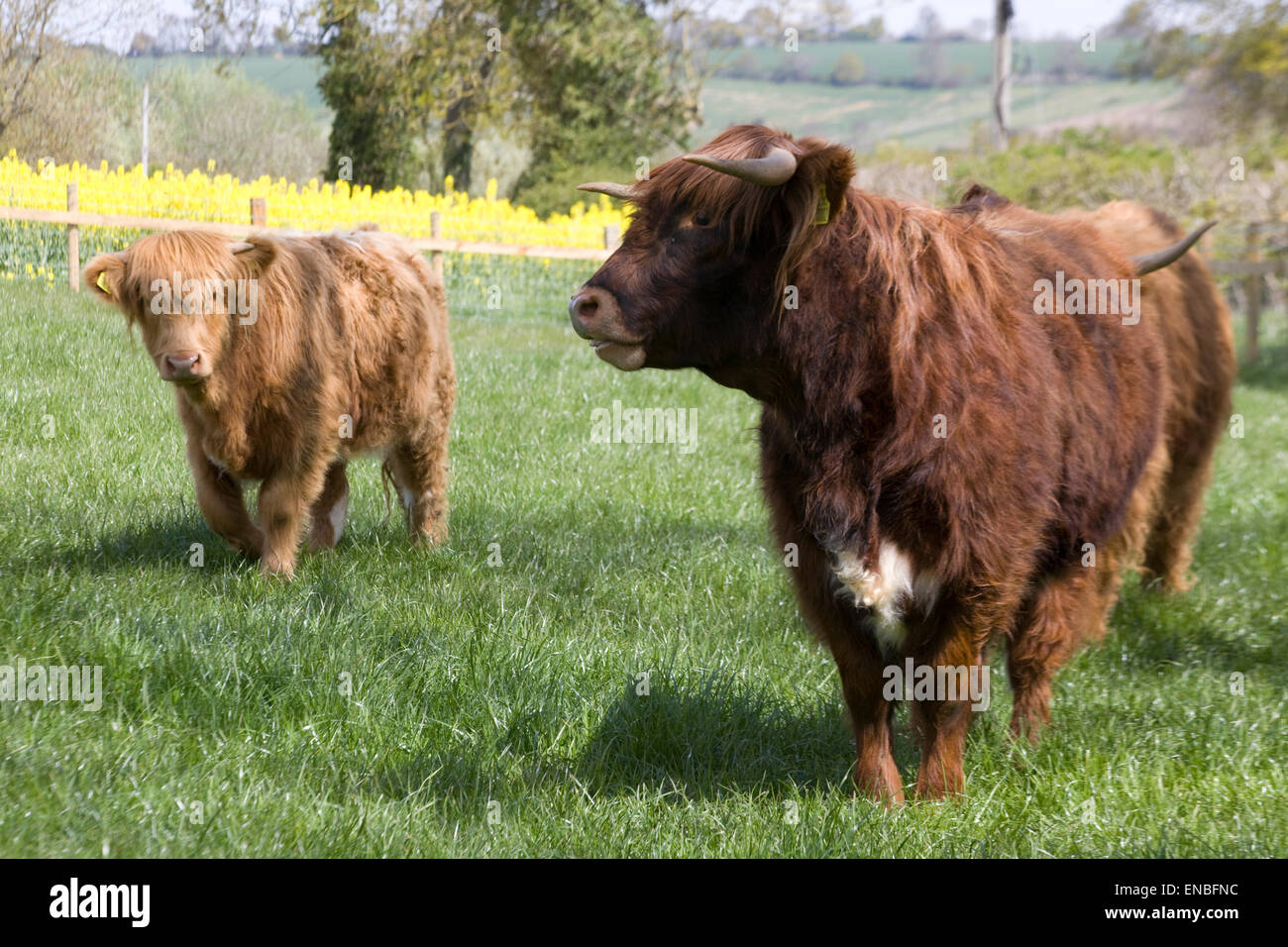 Brindled Cow High Resolution Stock Photography and Images - Alamy