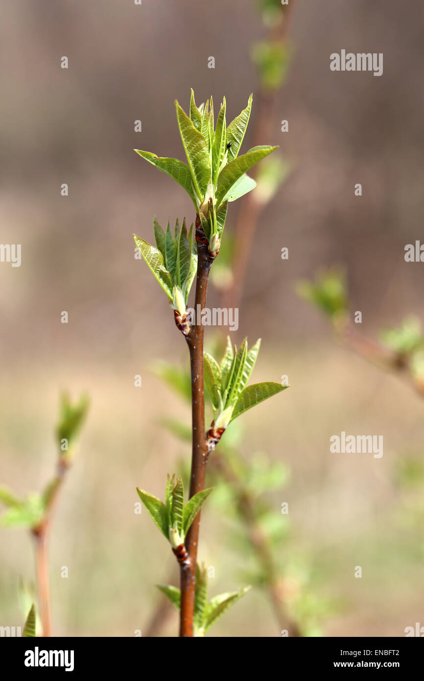 bright spring green shoots on a branch in a garden Stock Photo - Alamy