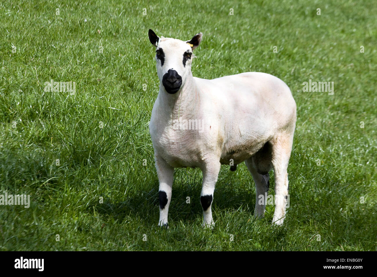 Sheared sheep hi-res stock photography and images - Alamy
