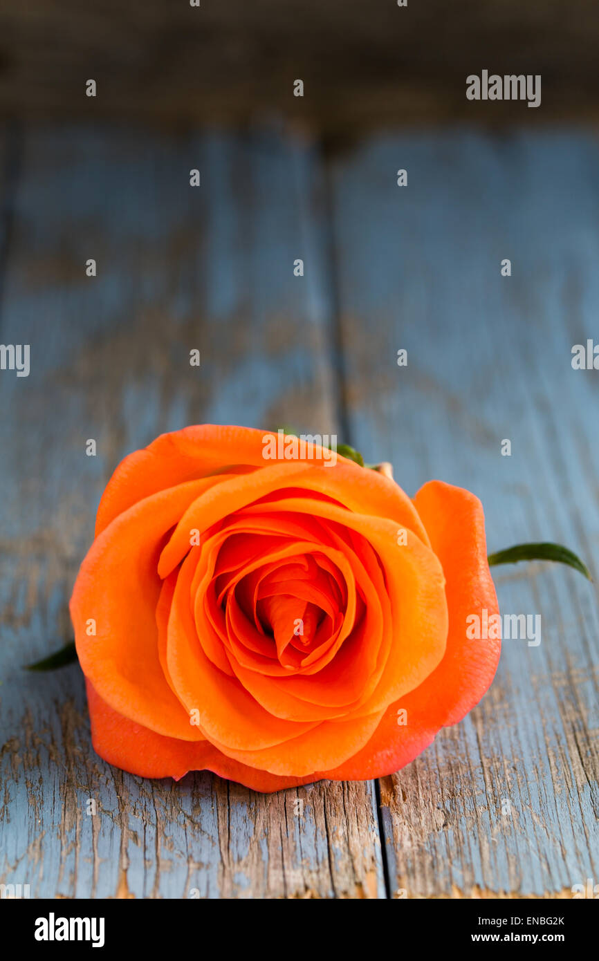 one orange rose on wooden vintage background Stock Photo - Alamy