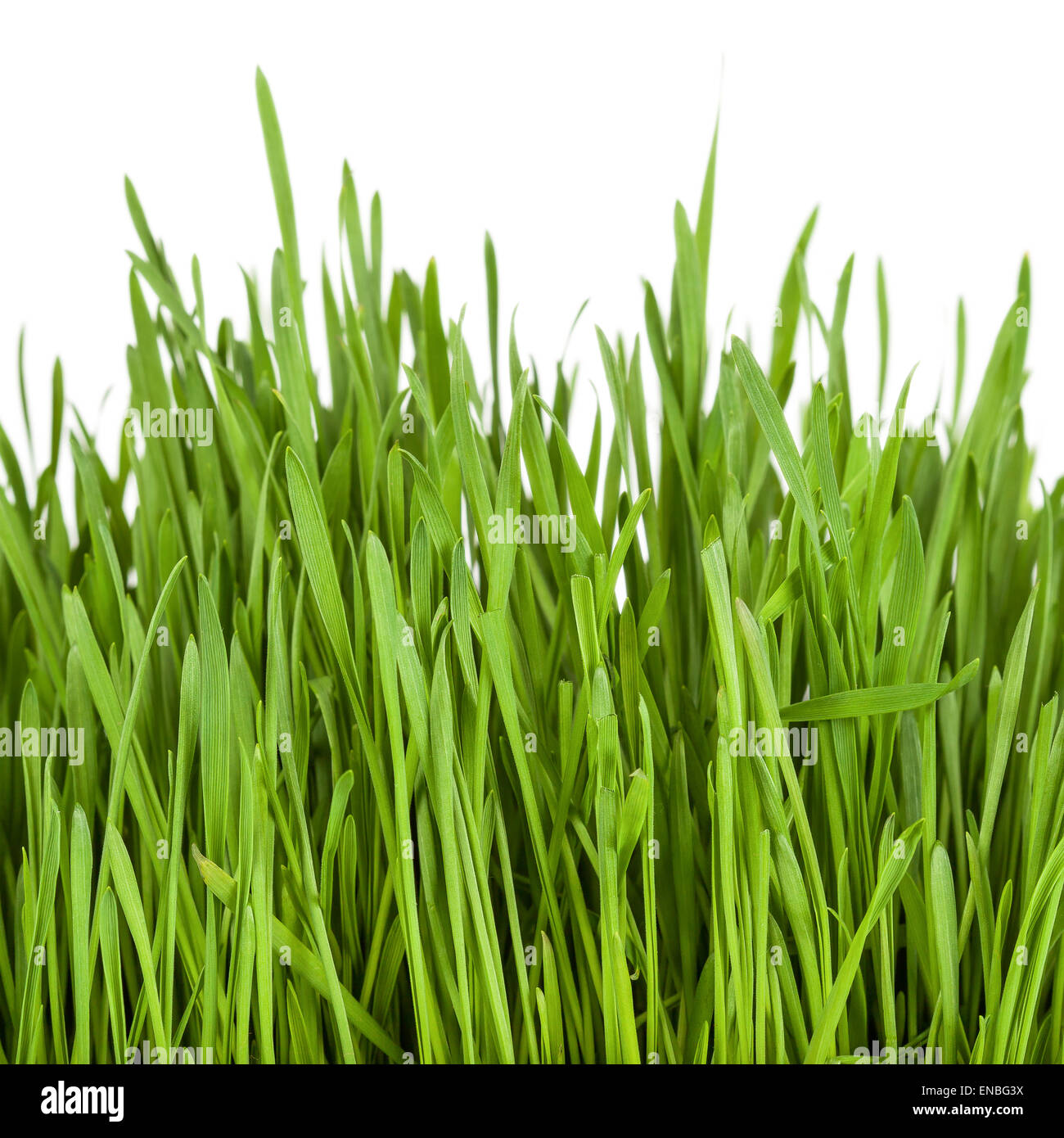 Green gras texture hi-res stock photography and images - Alamy