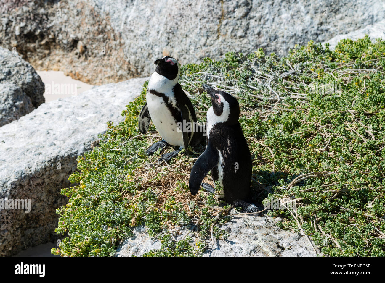 Jackass Penguins (lat. Spheniscus Demersus) at Boulders Beach in South ...