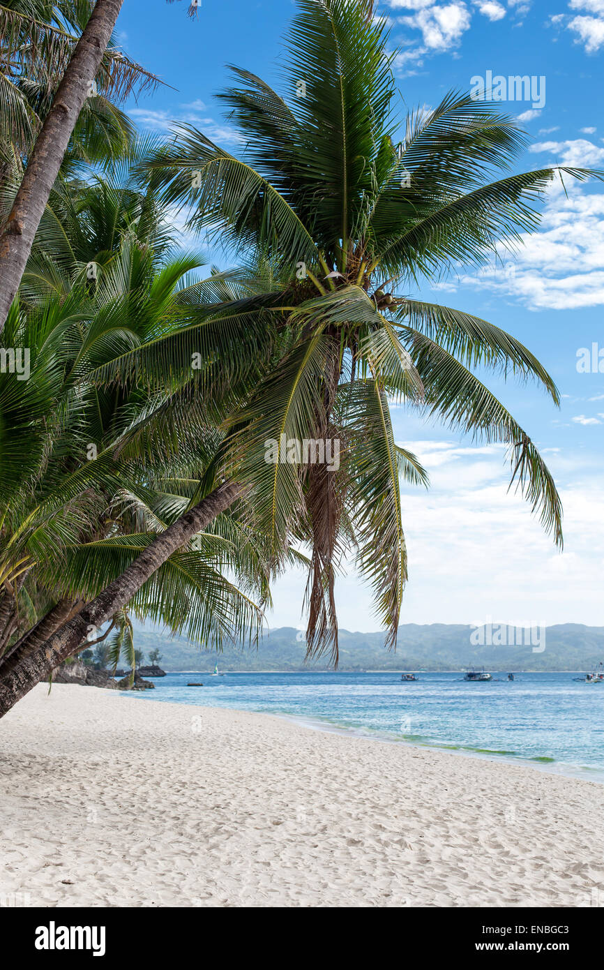 Tropical beach with beautiful palms and white sand, Philippines ...