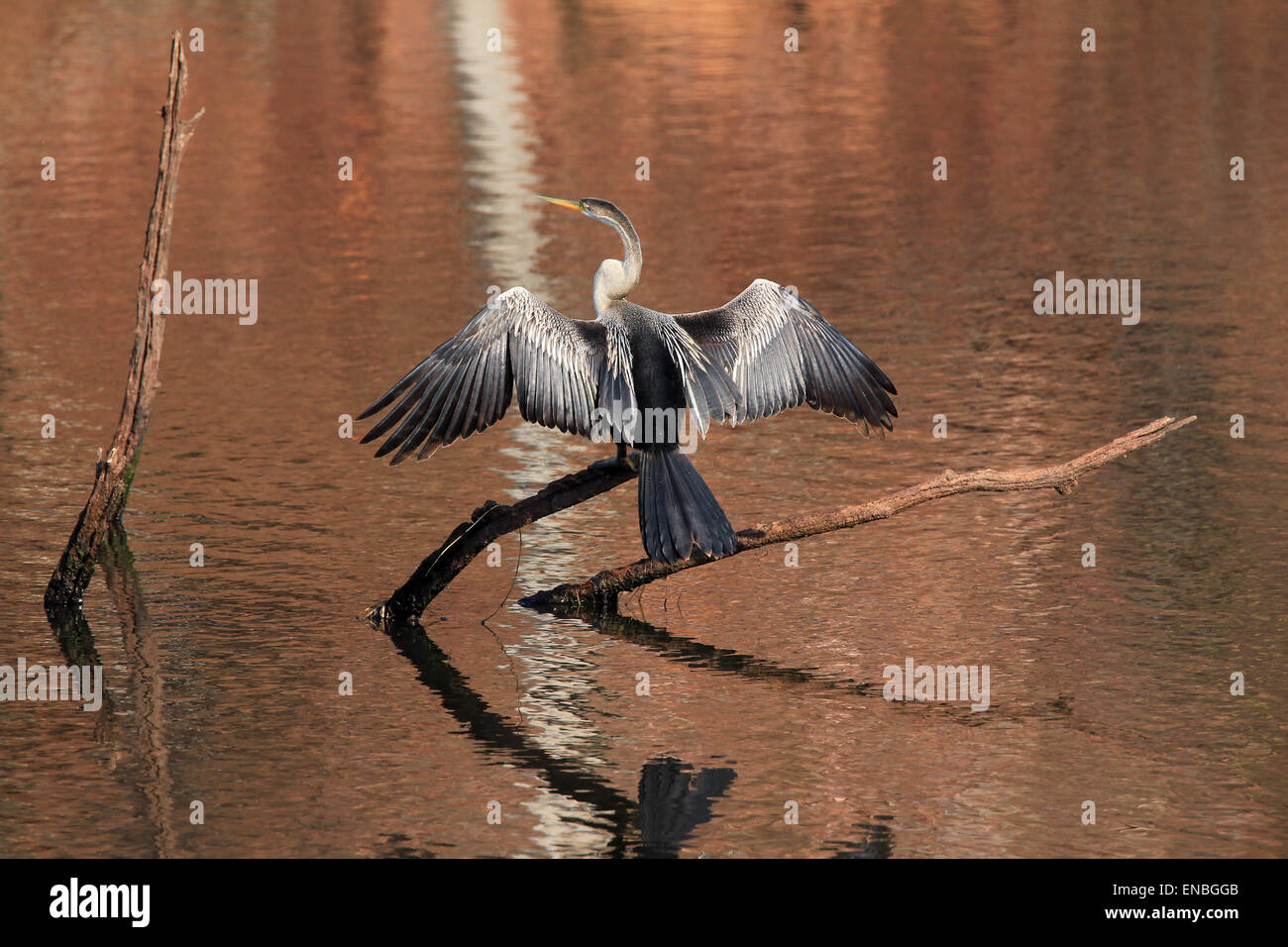 Oriental Darter (Anhinga Melanogaster, aka Indian Darter, Snakebird ...