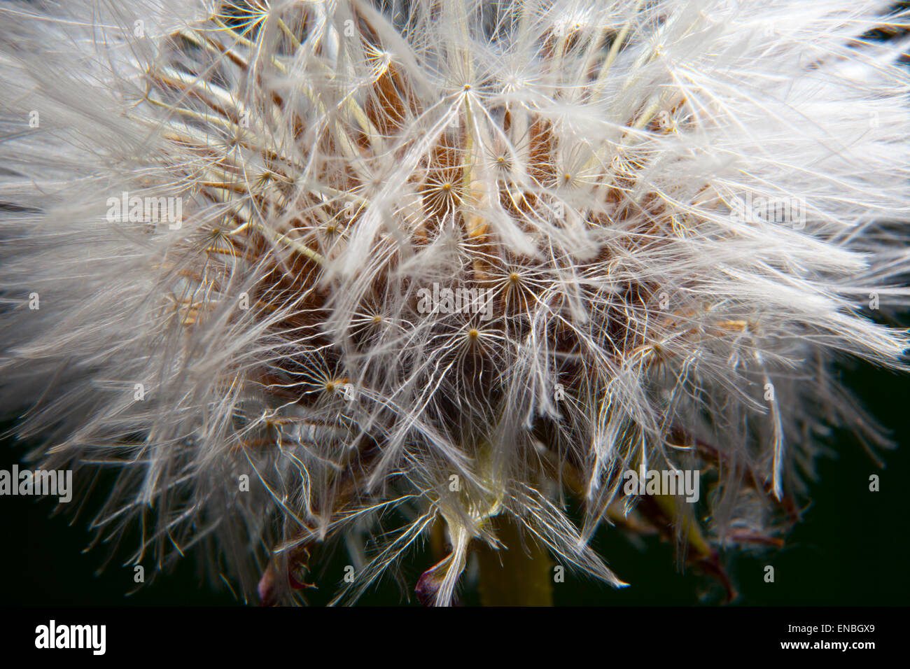 Dandelion ball over green background. Closeup of seeds joined by the ...
