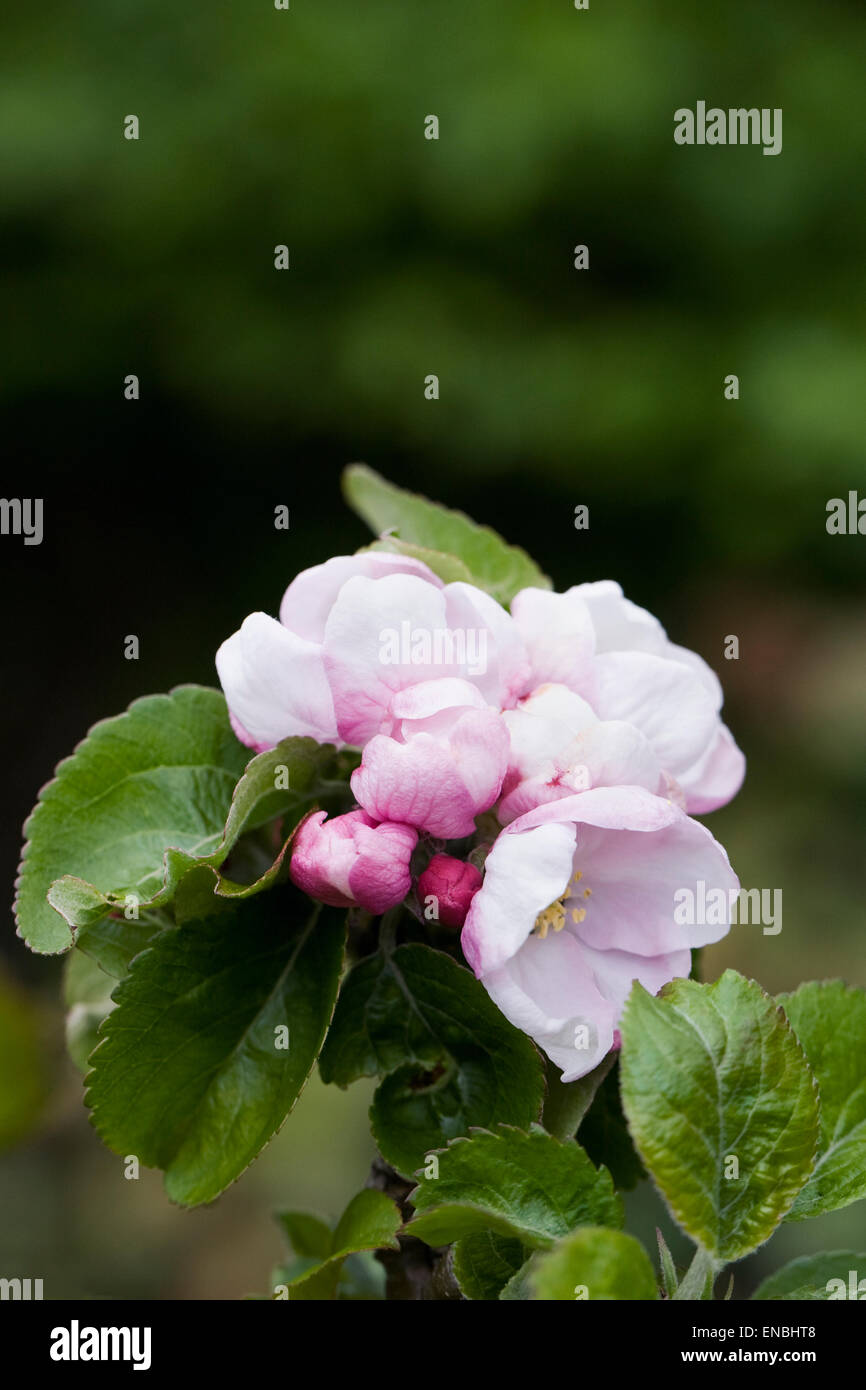 Green and russet hi-res stock photography and images - Alamy