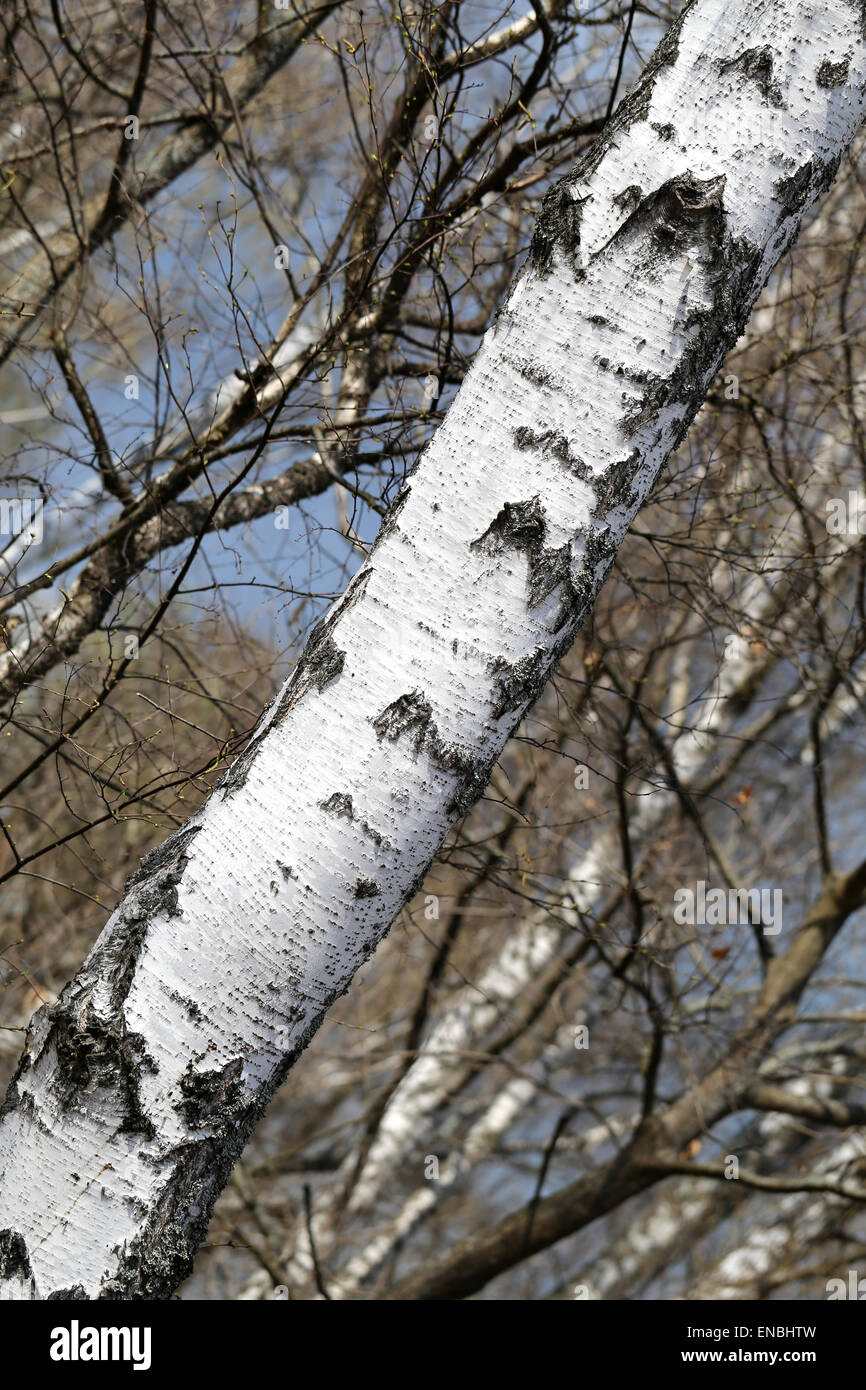 Trunk of a birch hi-res stock photography and images - Alamy