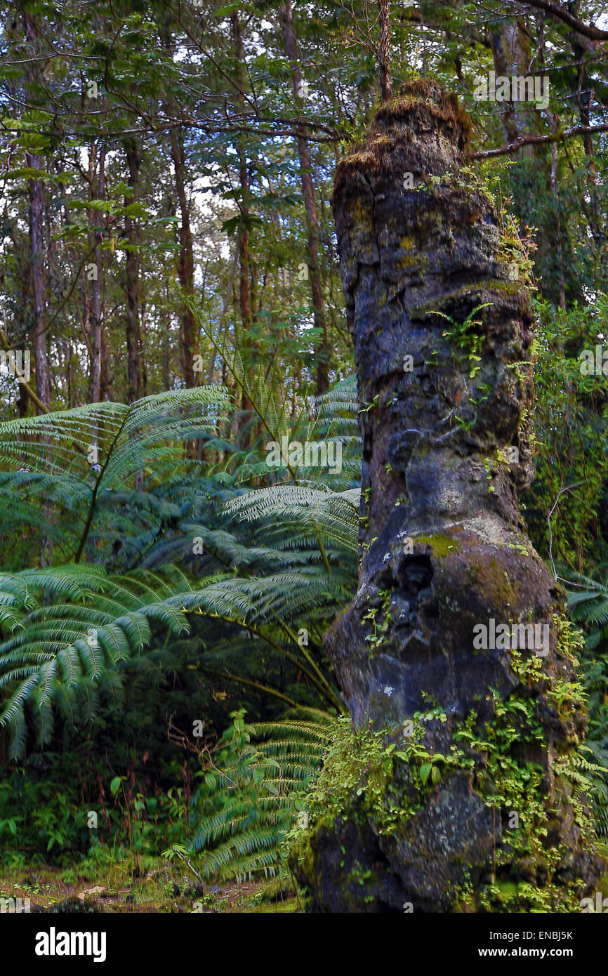 Lava Tree State Park, Hawaii Stock Photo - Alamy