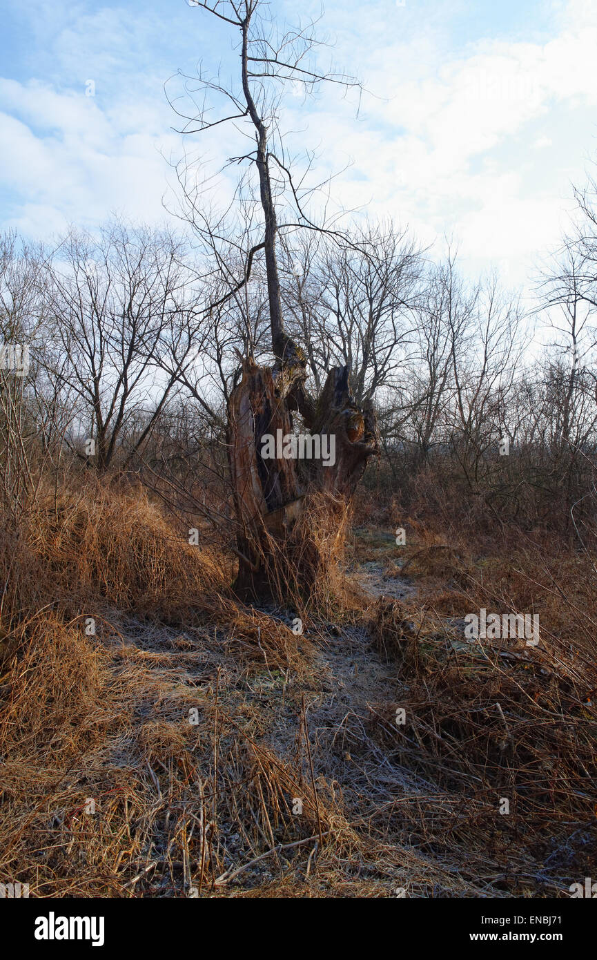 Dead and dried hi-res stock photography and images - Alamy