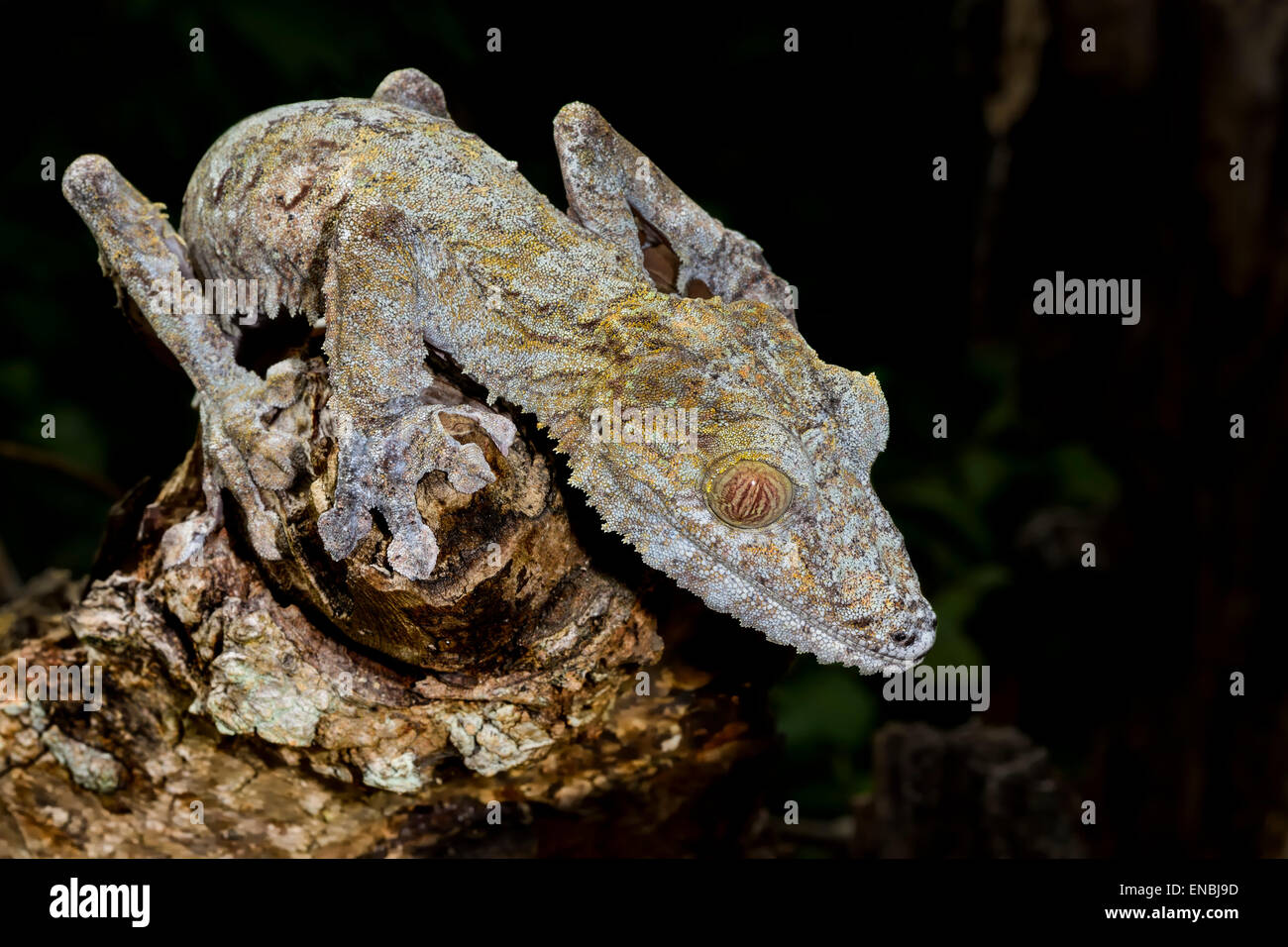 giant leaf-tail gecko, marozevo, madagascar Stock Photo - Alamy