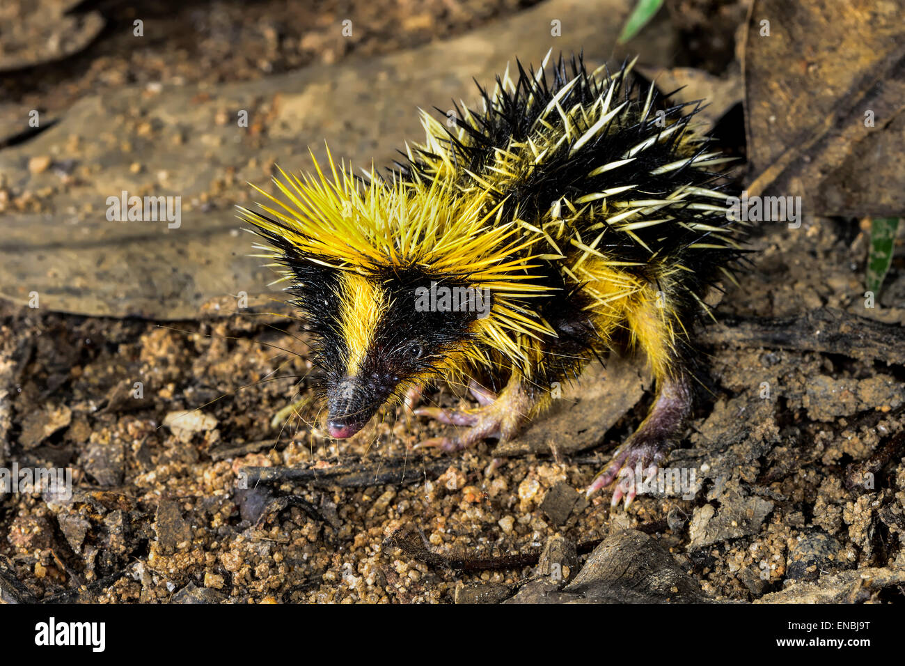 Highland Streaked Tenrec