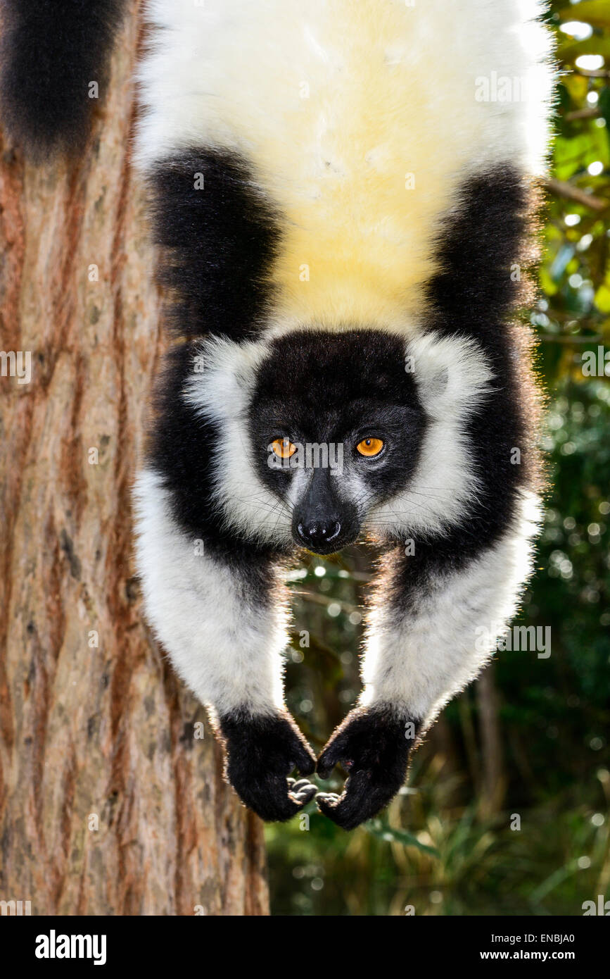 black-and-white ruffed lemur, lemur island, andasibe, madagascar Stock ...