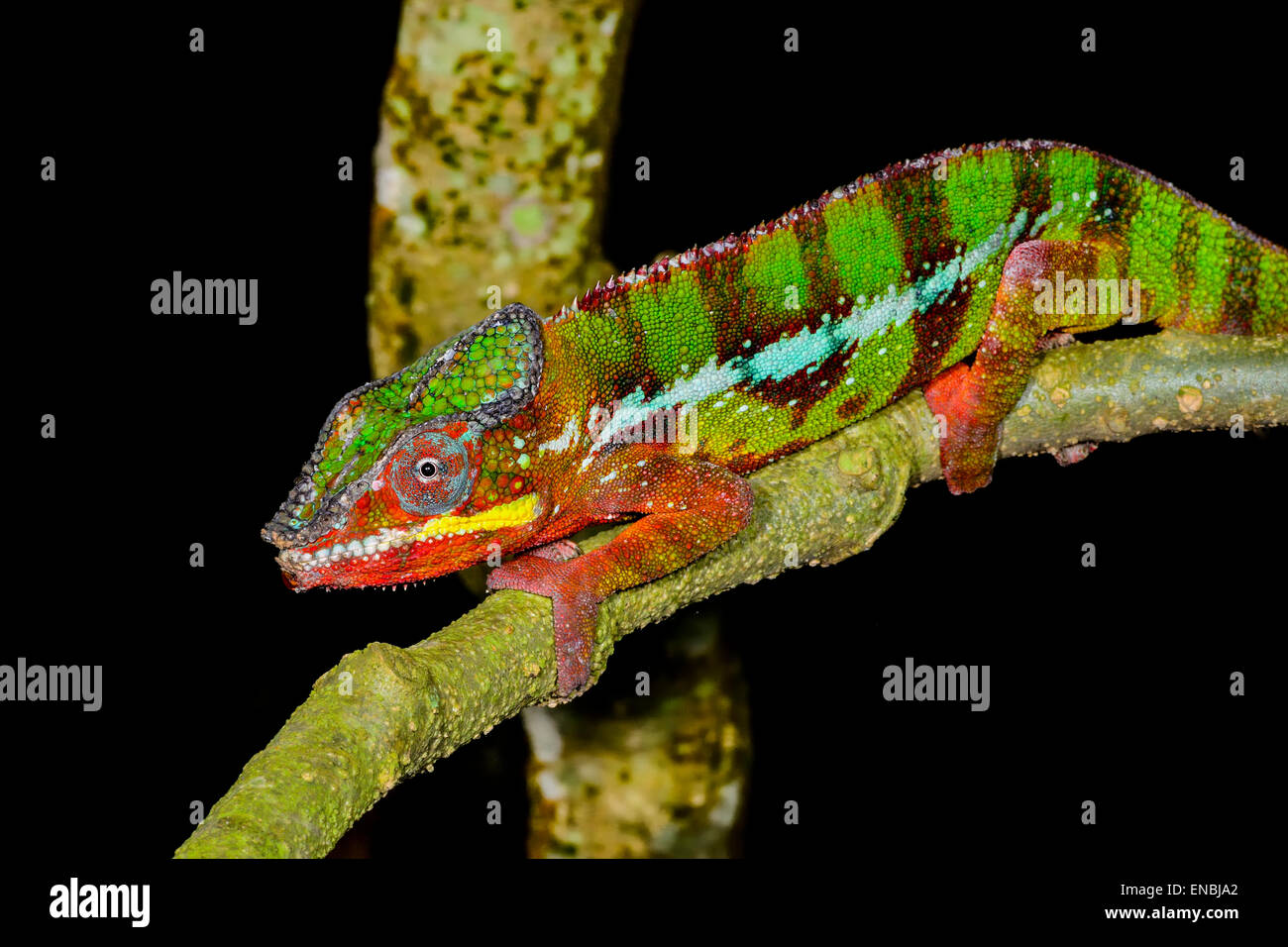 Chameleon pattern hi-res stock photography and images - Alamy