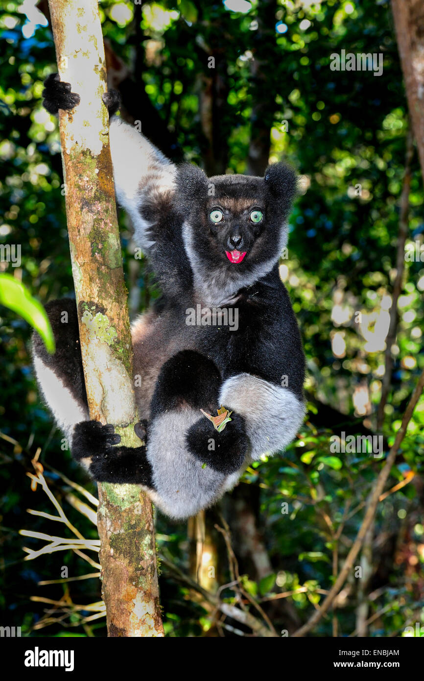 Indri andasibe hi-res stock photography and images - Alamy