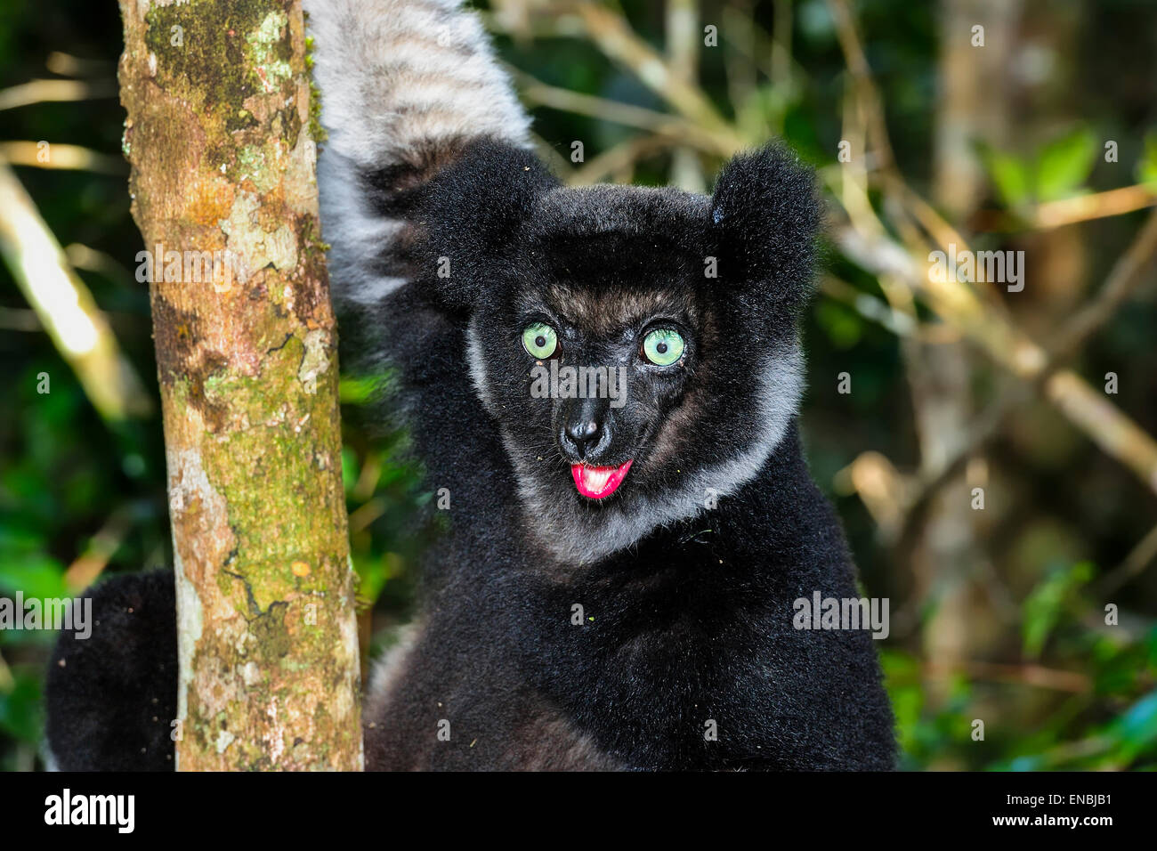 Indri andasibe hi-res stock photography and images - Alamy