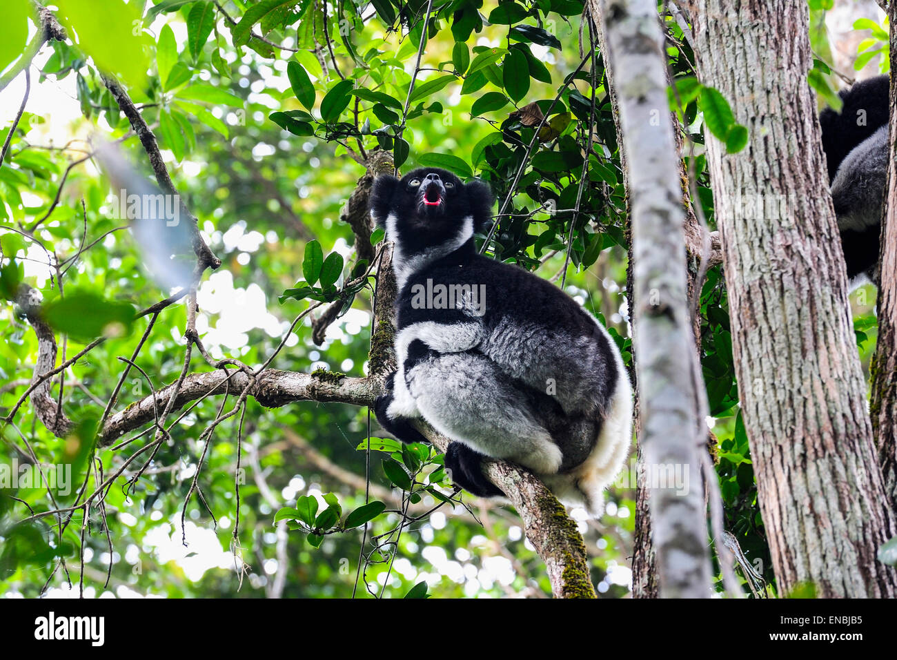 indri, andasibe, madagascar Stock Photo - Alamy
