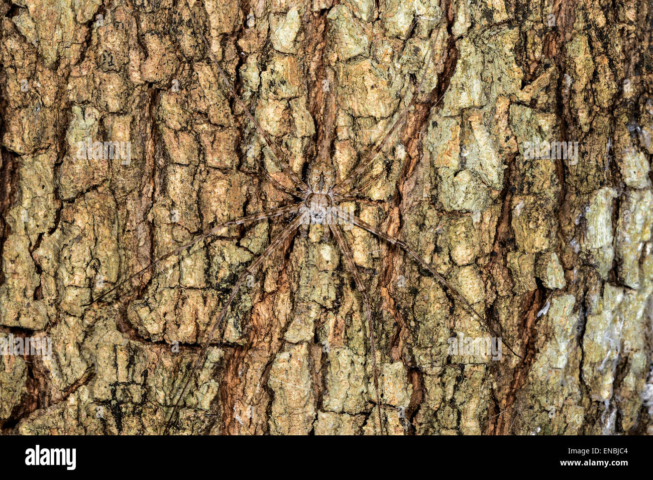 long-spinnered bark spider, tsingy de bemahara, madagascar Stock Photo ...