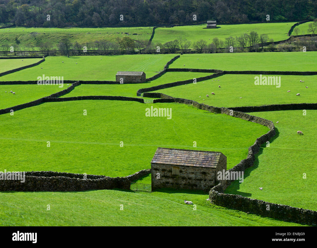 Field barns and dry stone walls, Gunnerside, Swaledale, Yorkshire Dales ...