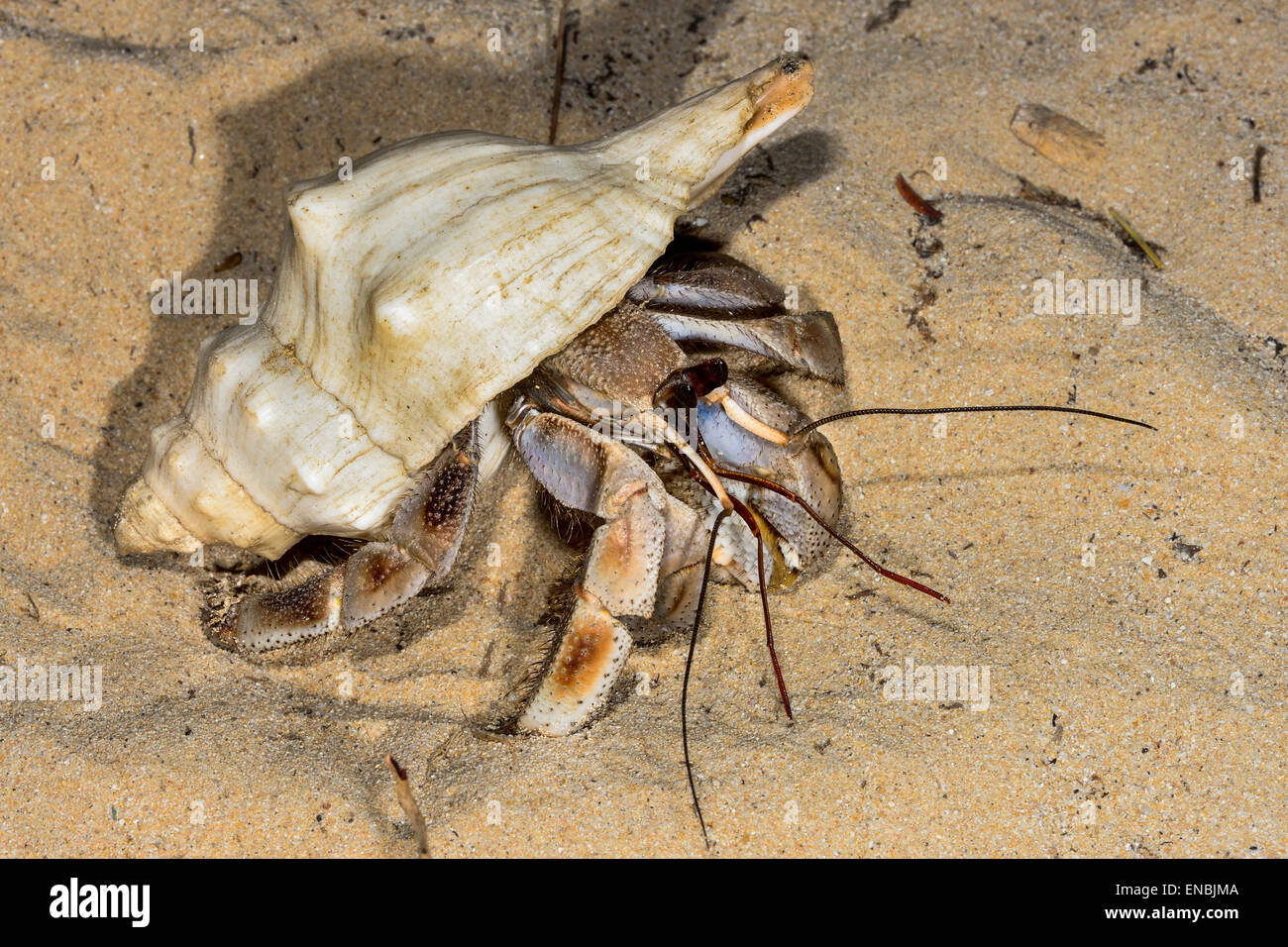 hermit crab, ifaty, madagascar Stock Photo - Alamy