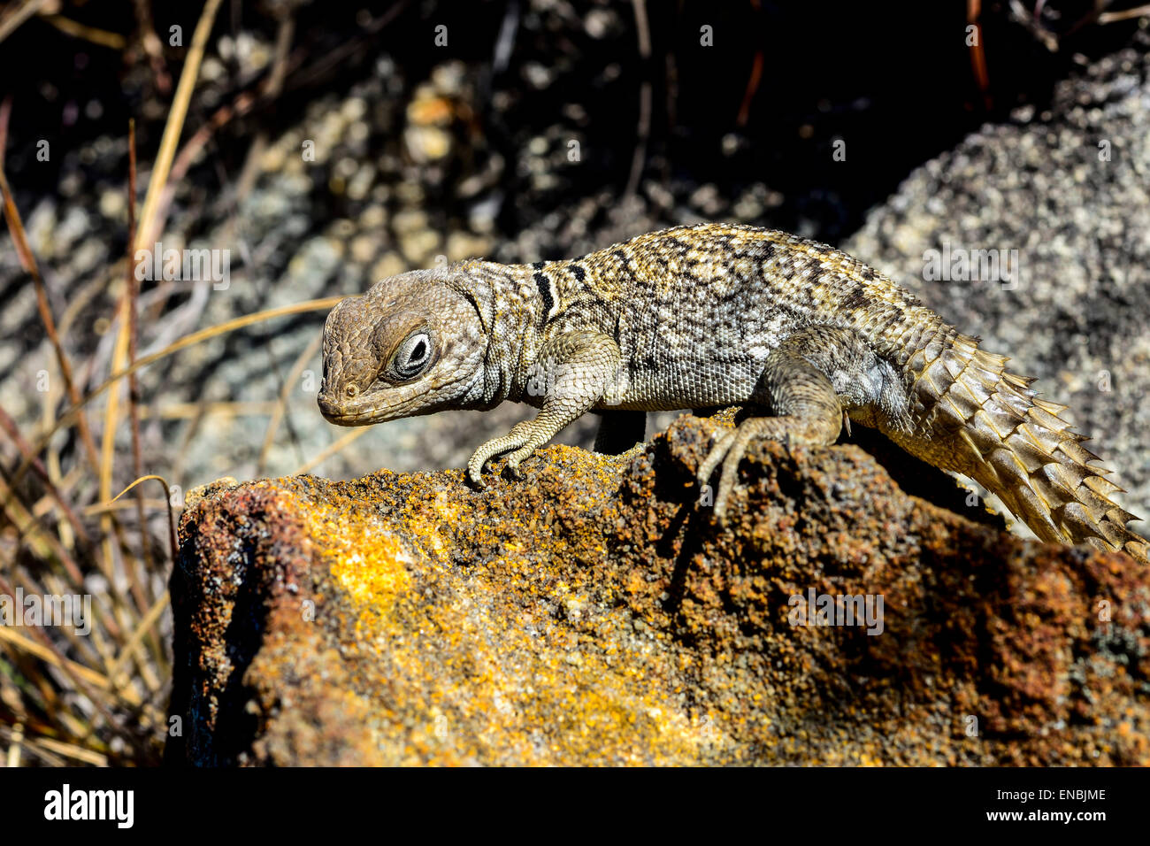 oplurus cyclurus, isalo, madagascar Stock Photo - Alamy