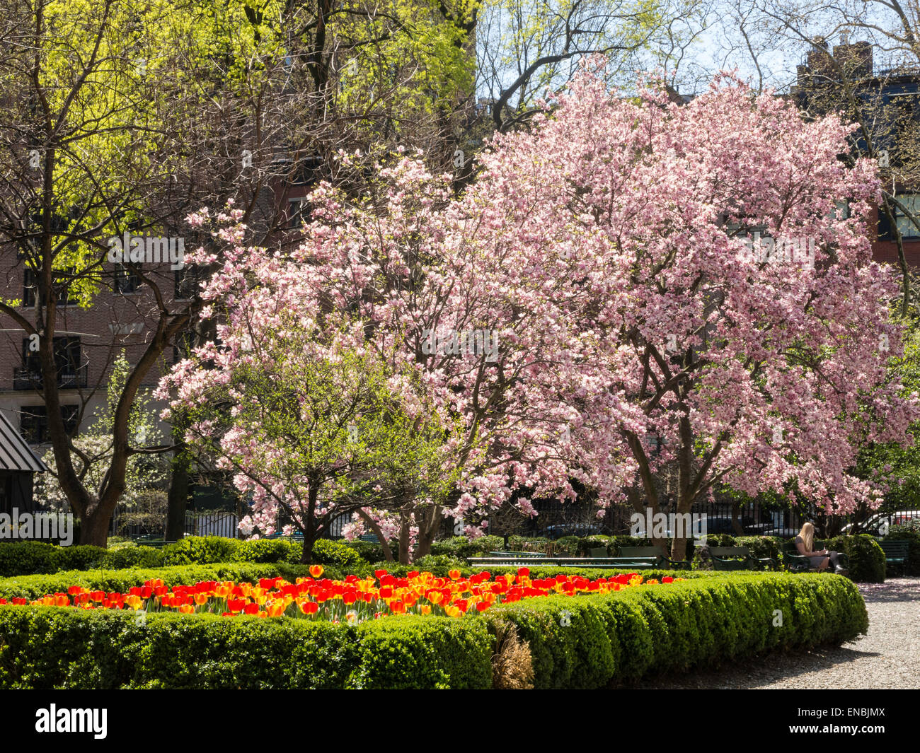 Flower Beds and Blooming Magnolia Trees, Gramercy Park, NYC, USA Stock ...